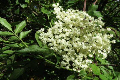 El saúco: características, manejo, usos y beneficios para la salud ...
