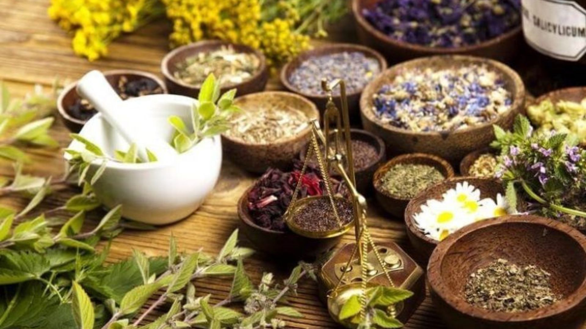 Plantas medicinales para mejorar la digestión - Plantas hoy